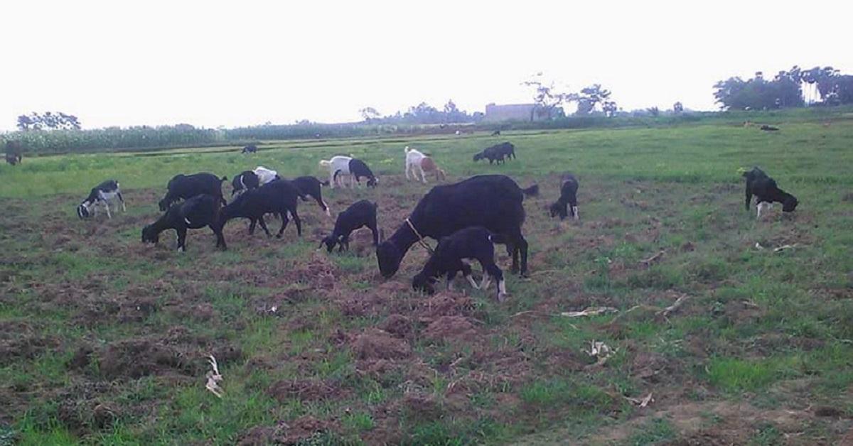 Finding stability and profit rearing animals post lockdown | CJP